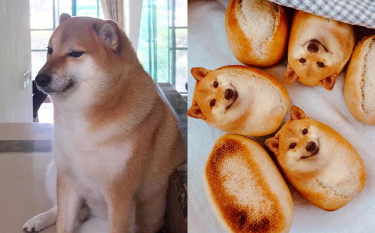 Perrito famoso del meme ‘Chems’ está grave de salud – PlayaalDía