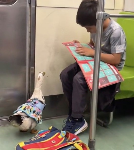 Video: Niño y su pato en el metro de la CDMX, es lo más tierno que ...